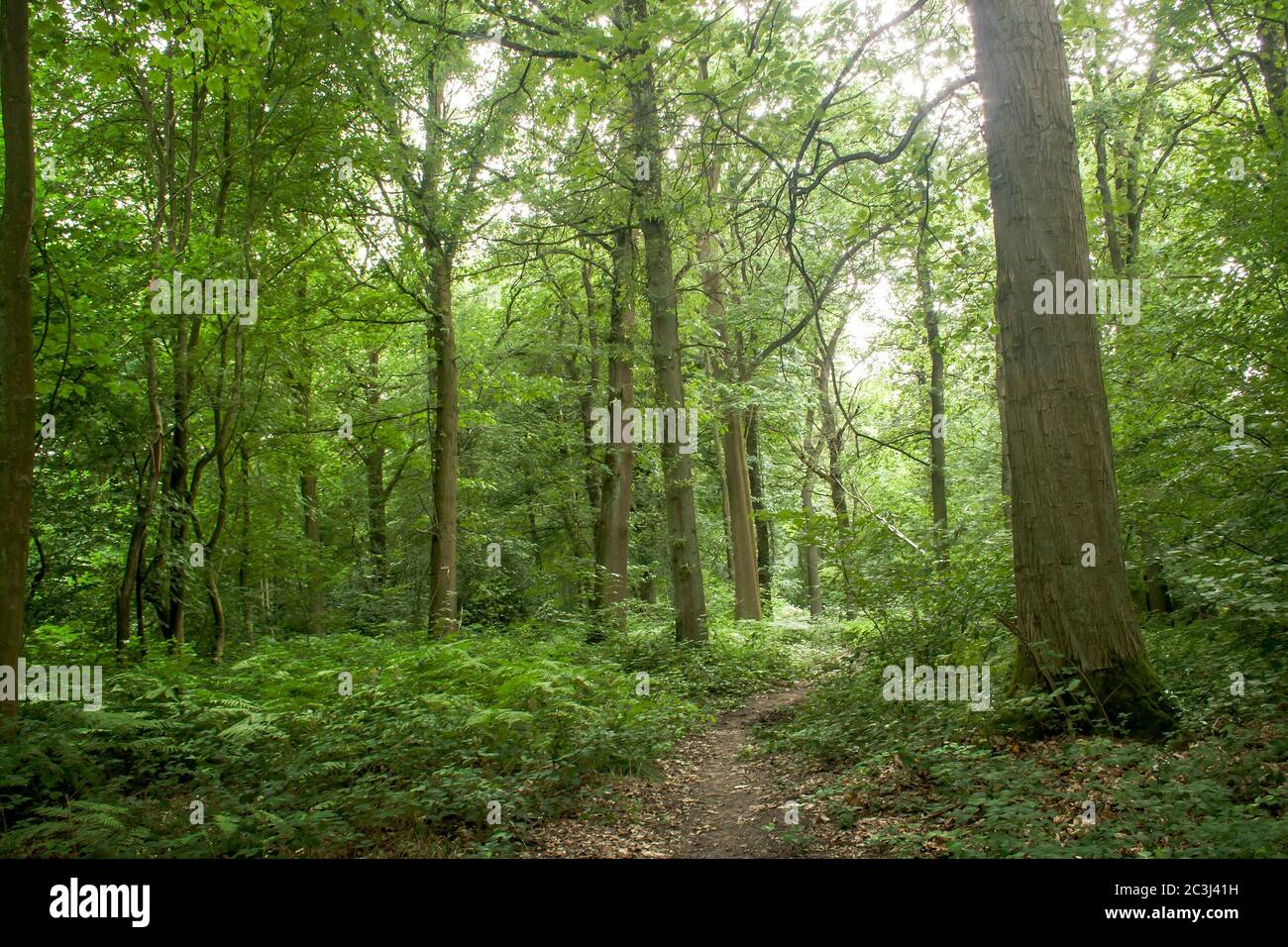 Deciduous woodland landscape in spring Stock Photo - Alamy