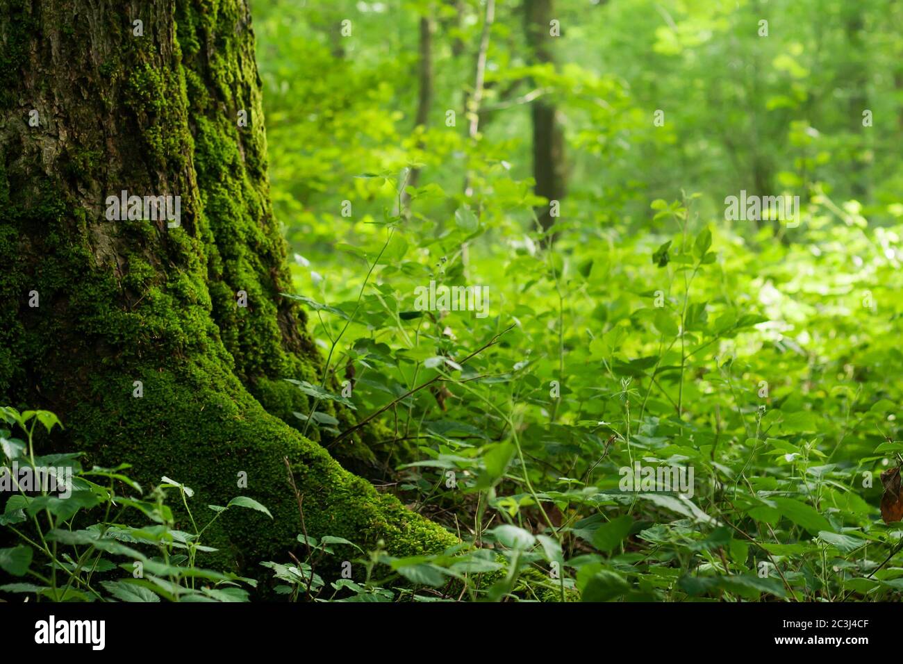 Tree foot roots hi-res stock photography and images - Alamy