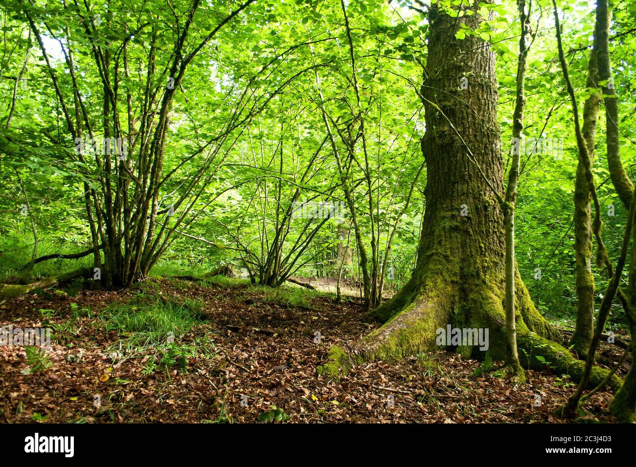 Deciduous woodland landscape in spring Stock Photo - Alamy