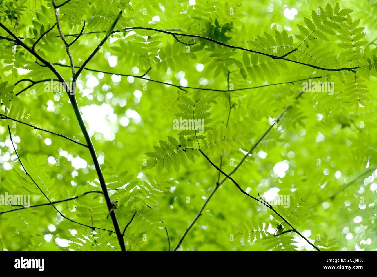 Canopy woodland tree abstract hi-res stock photography and images - Alamy