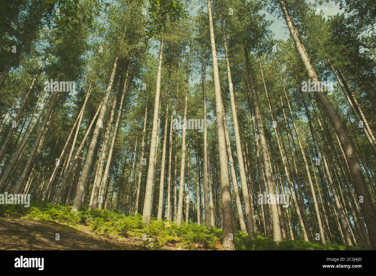 Green Forest Landscape Photos at Bradley Minnick blog