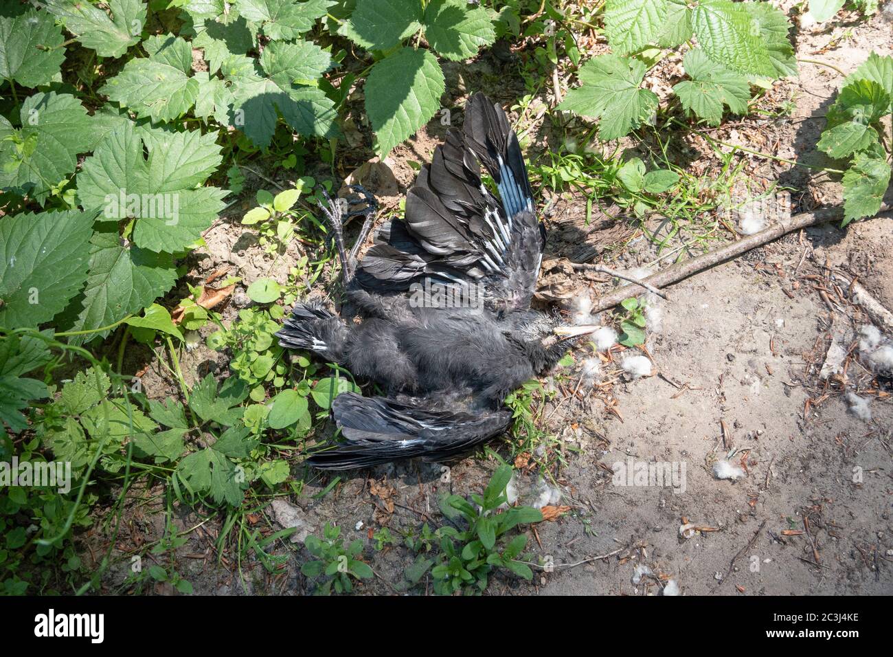When the body had decomposed hi-res stock photography and images - Alamy