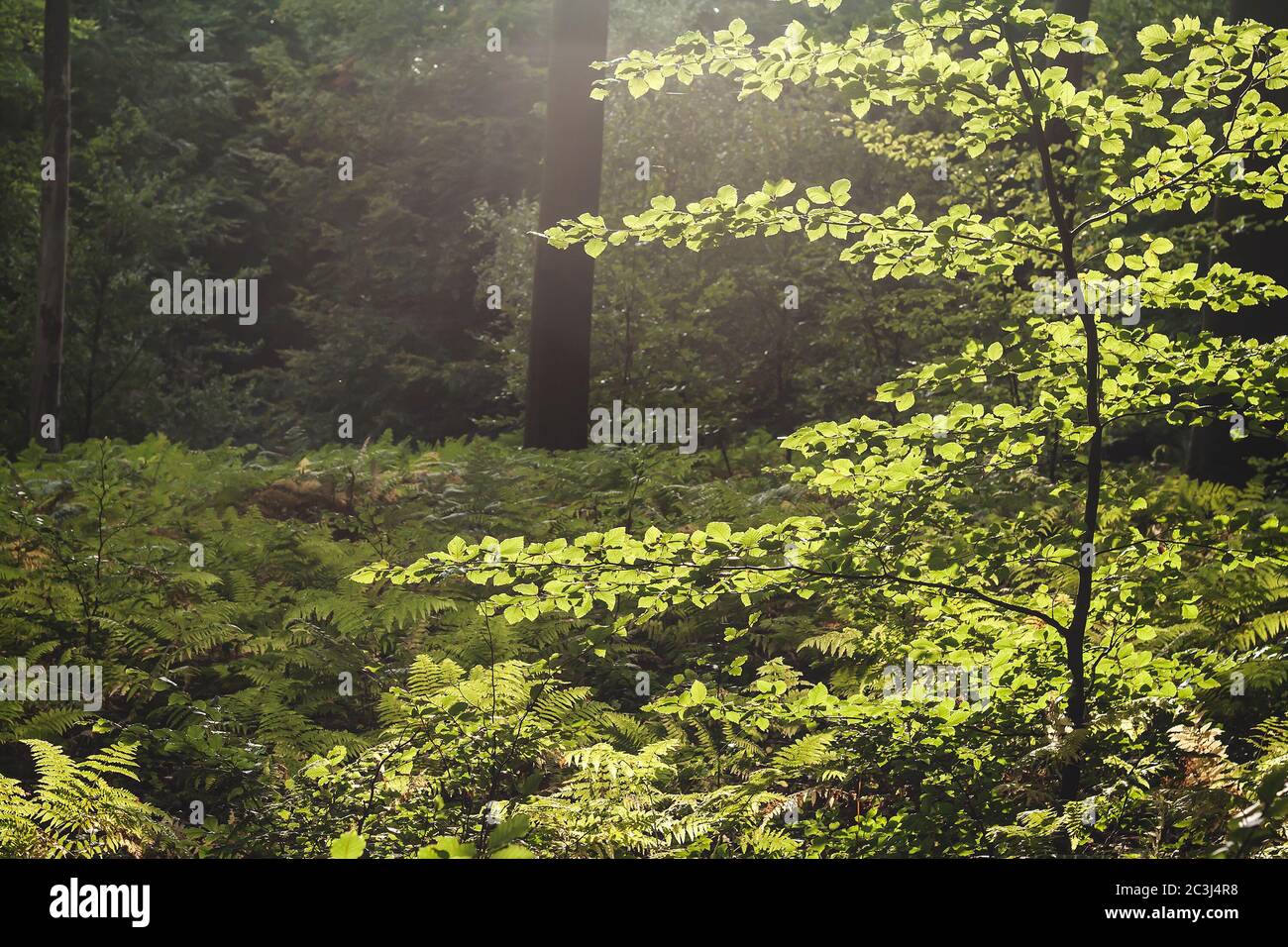 Deciduous woodland landscape in spring Stock Photo - Alamy