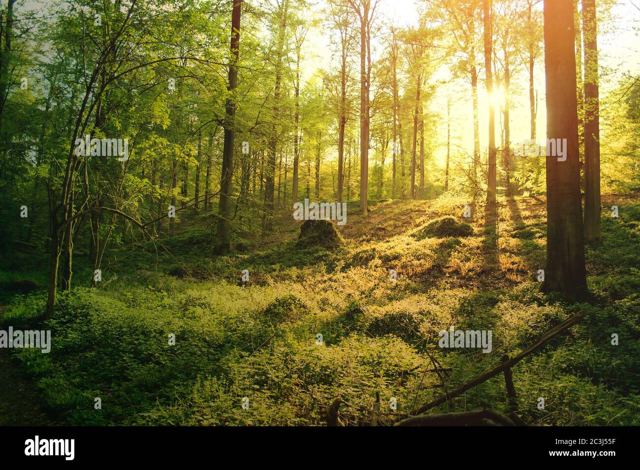 Deciduous woodland landscape in spring Stock Photo - Alamy