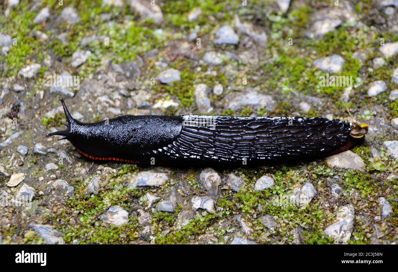 Arion Ater large black slug Stock Photo - Alamy