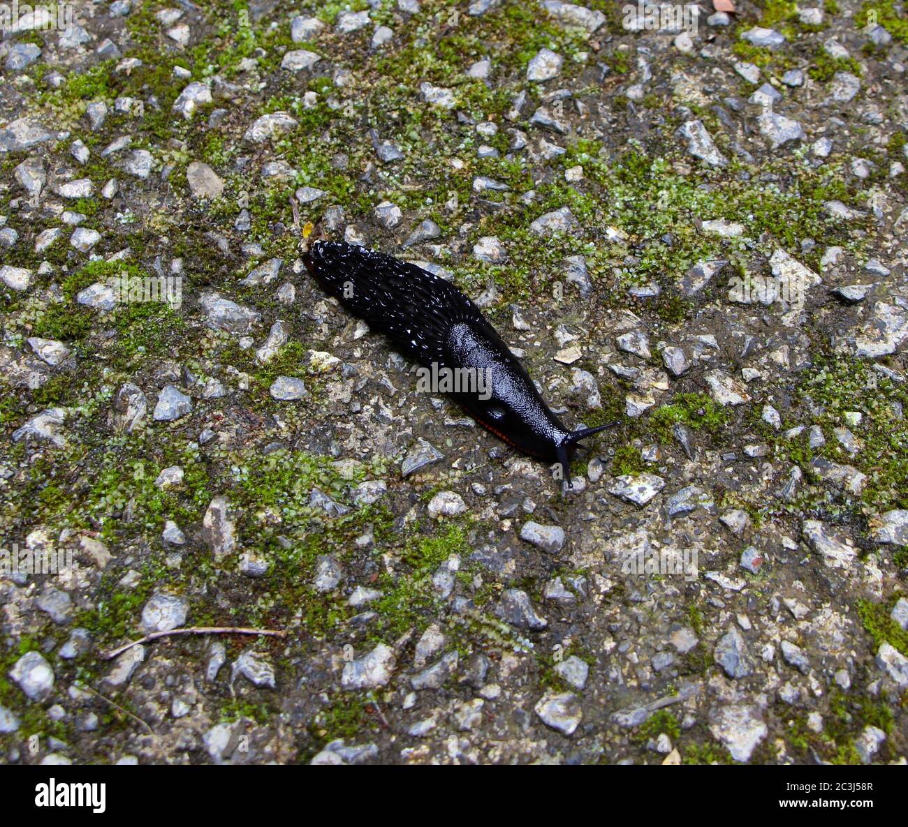 Arion Ater large black slug Stock Photo - Alamy