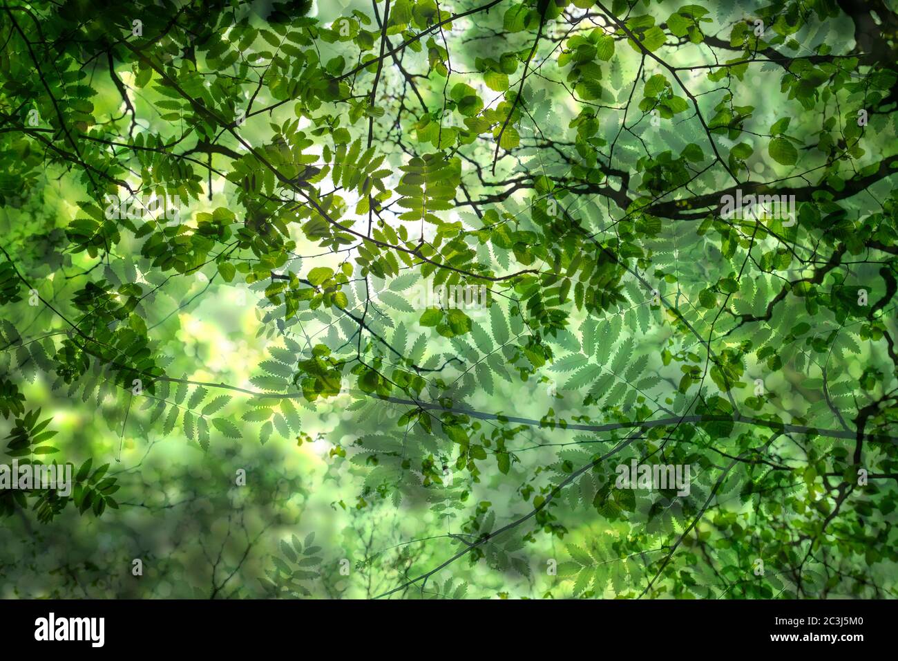 Green forest canopy Stock Photo - Alamy