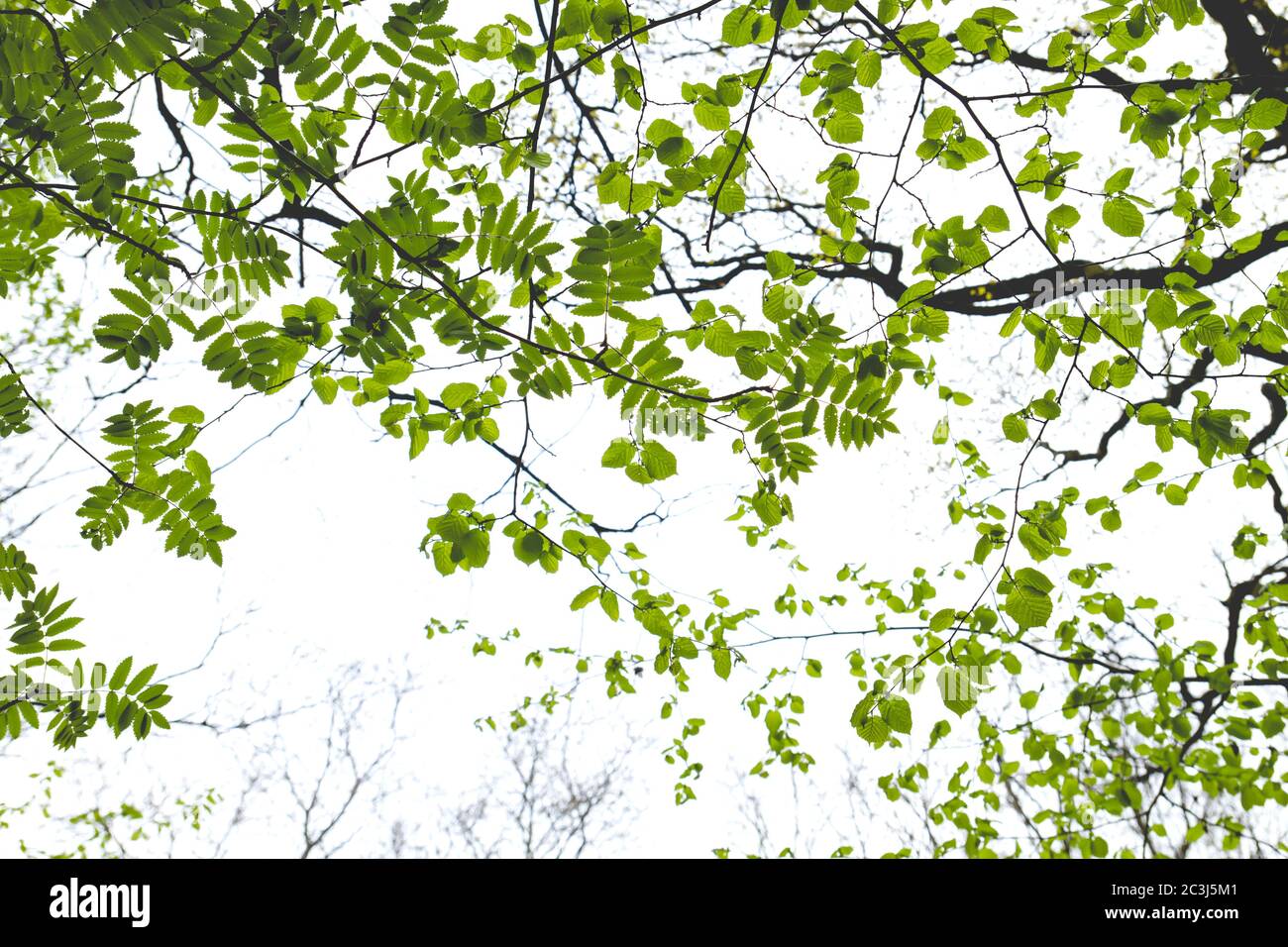 Green forest canopy Stock Photo - Alamy