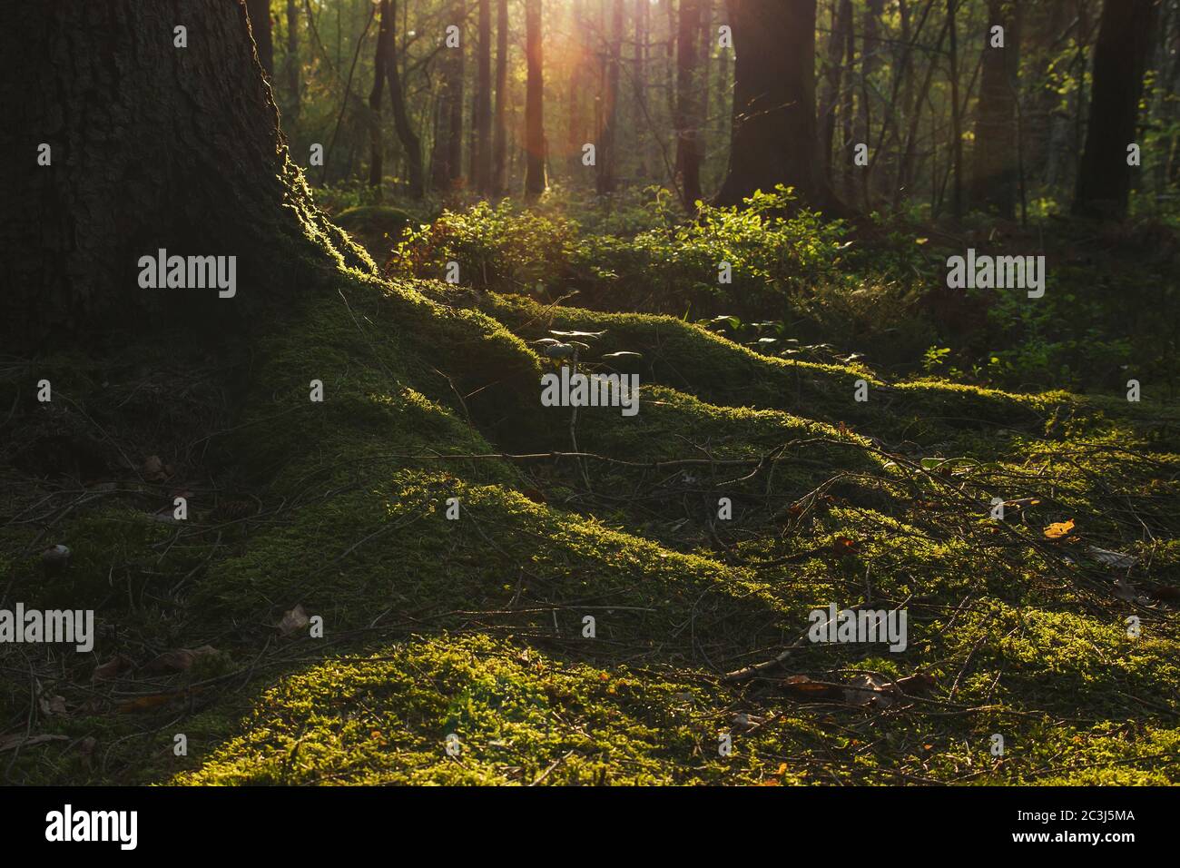 Detail of tree foot in a green forest Stock Photo - Alamy