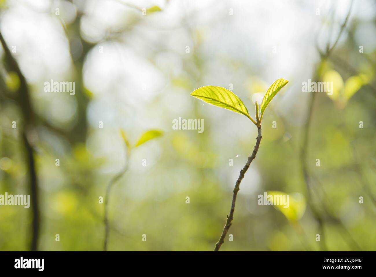 Close up delicate sprouts hi-res stock photography and images - Alamy