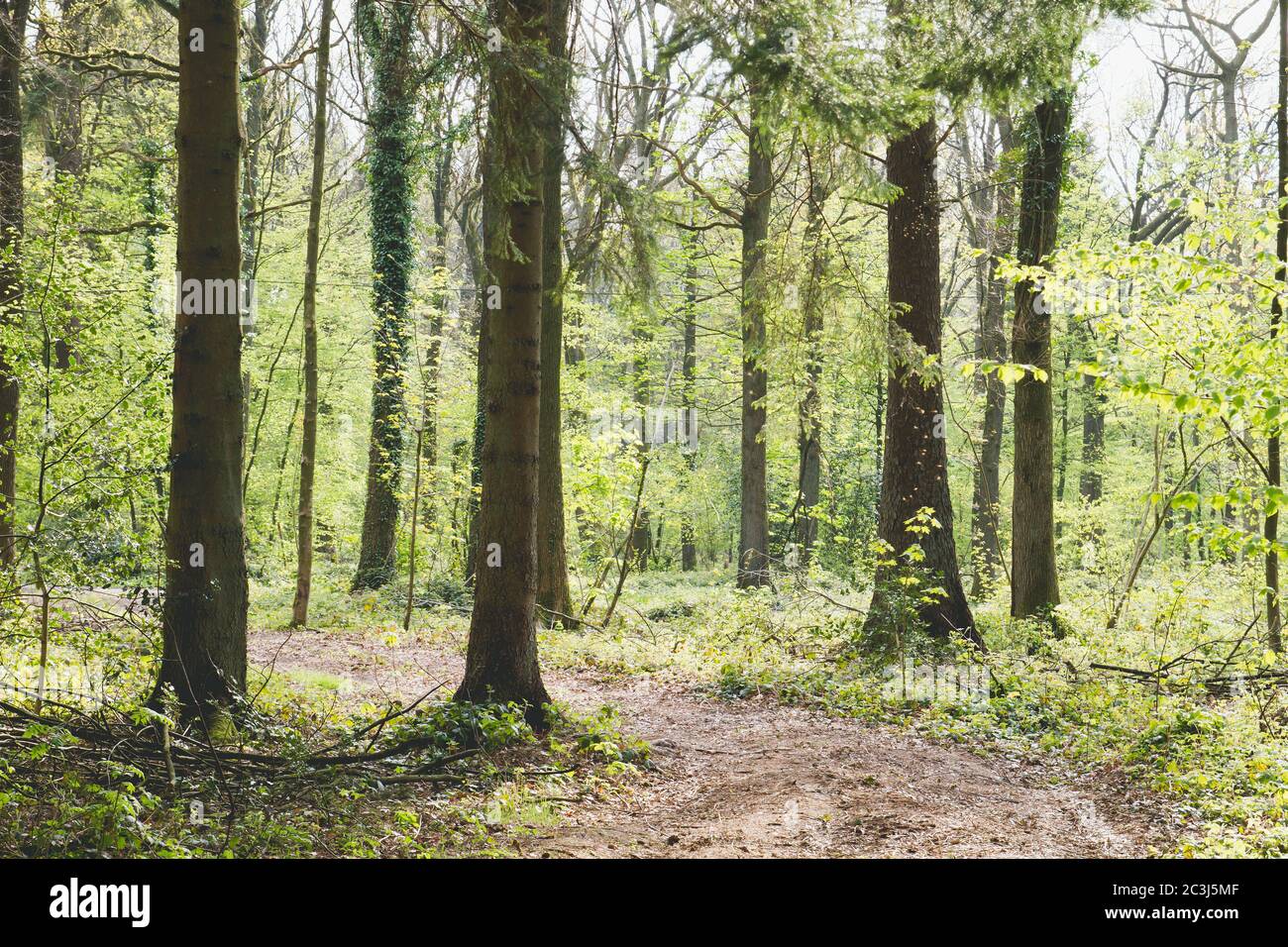 Deciduous woodland landscape in spring Stock Photo - Alamy