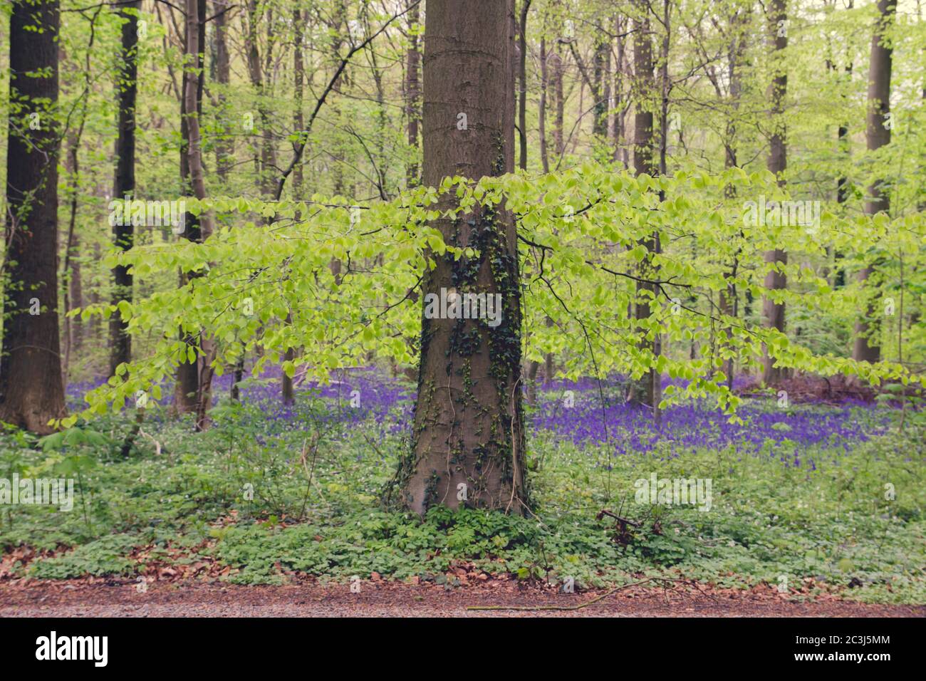 Deciduous woodland landscape in spring Stock Photo - Alamy