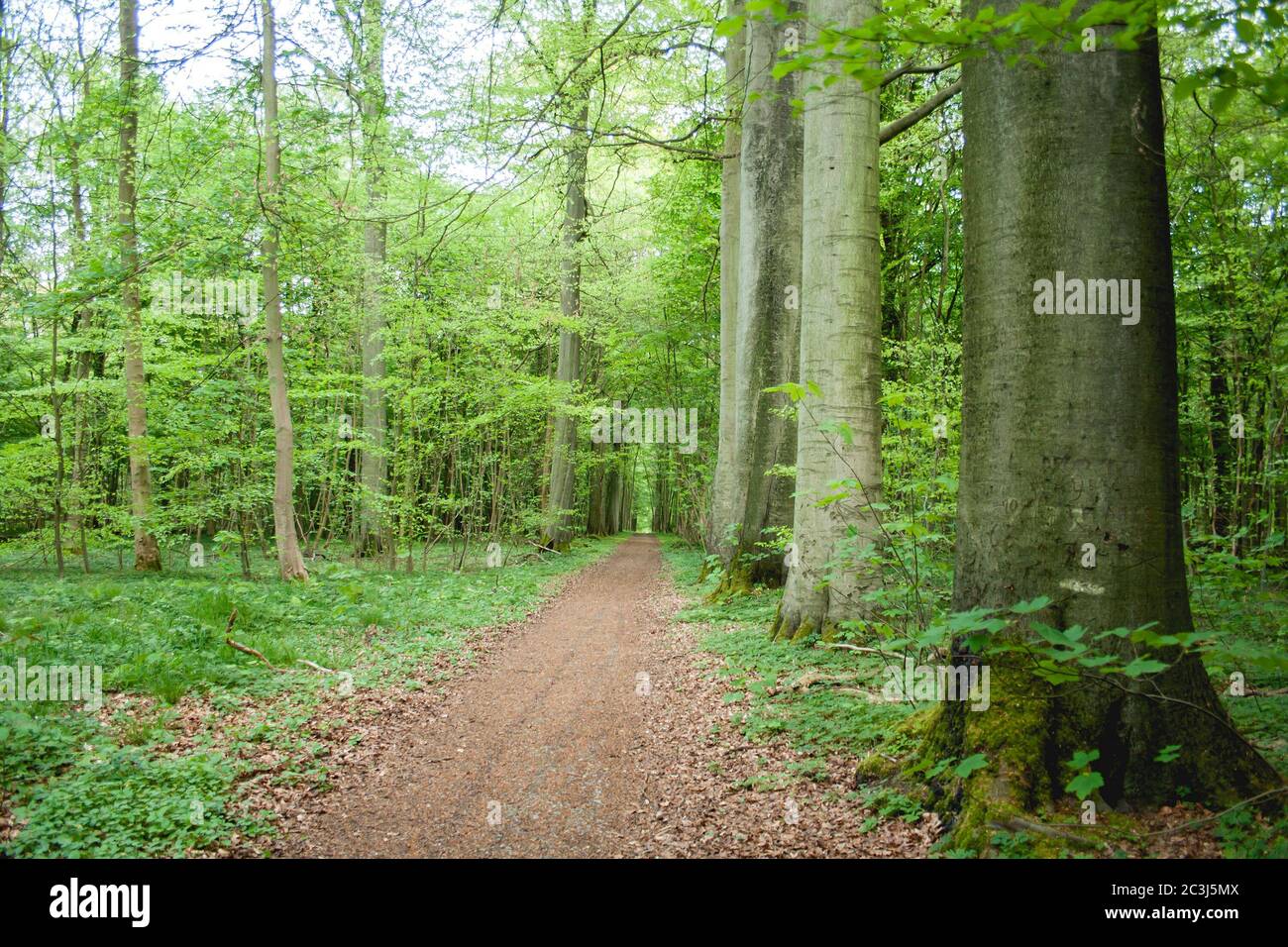 Deciduous woodland landscape in spring Stock Photo - Alamy