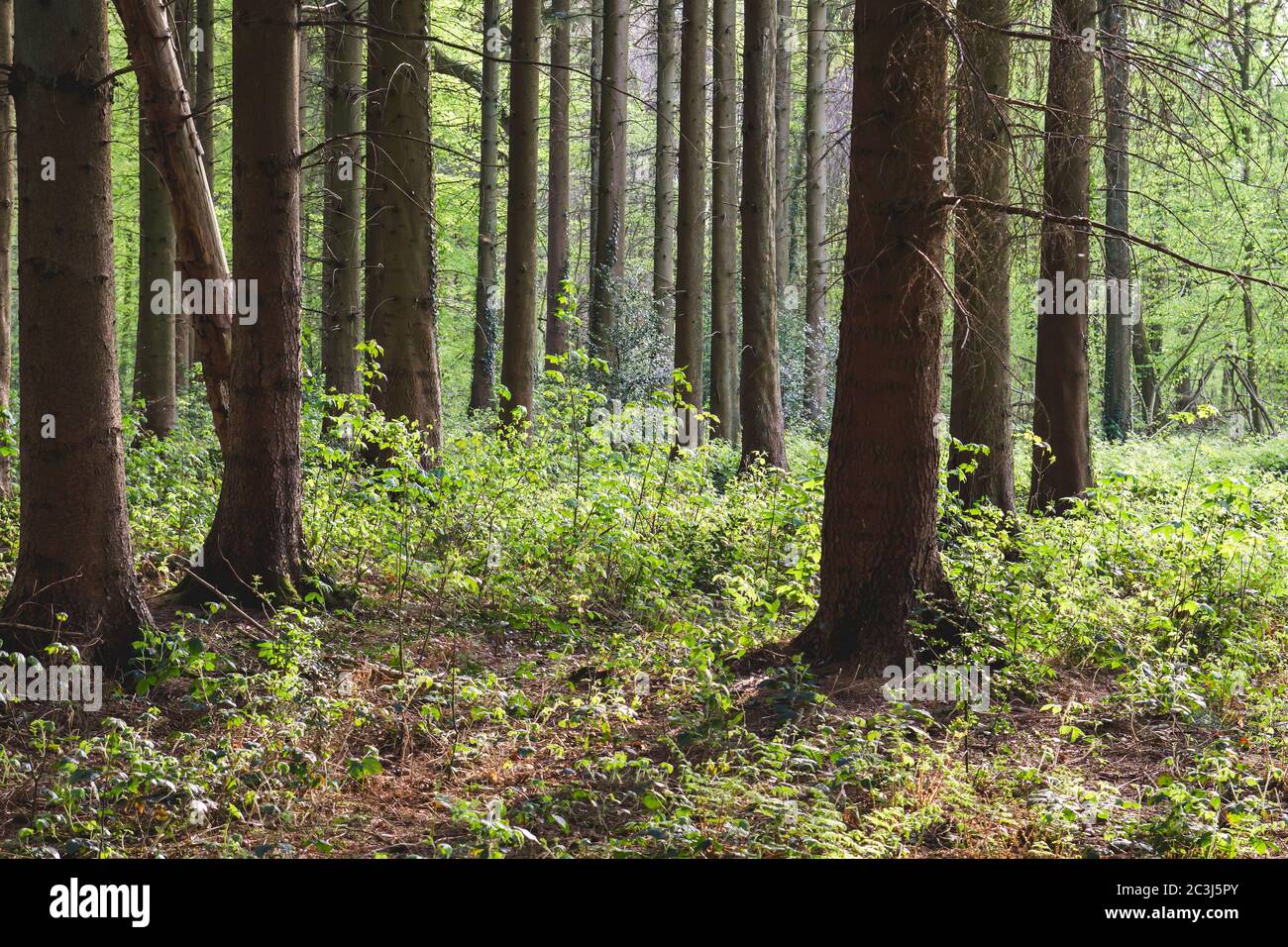 Deciduous woodland landscape in spring Stock Photo - Alamy