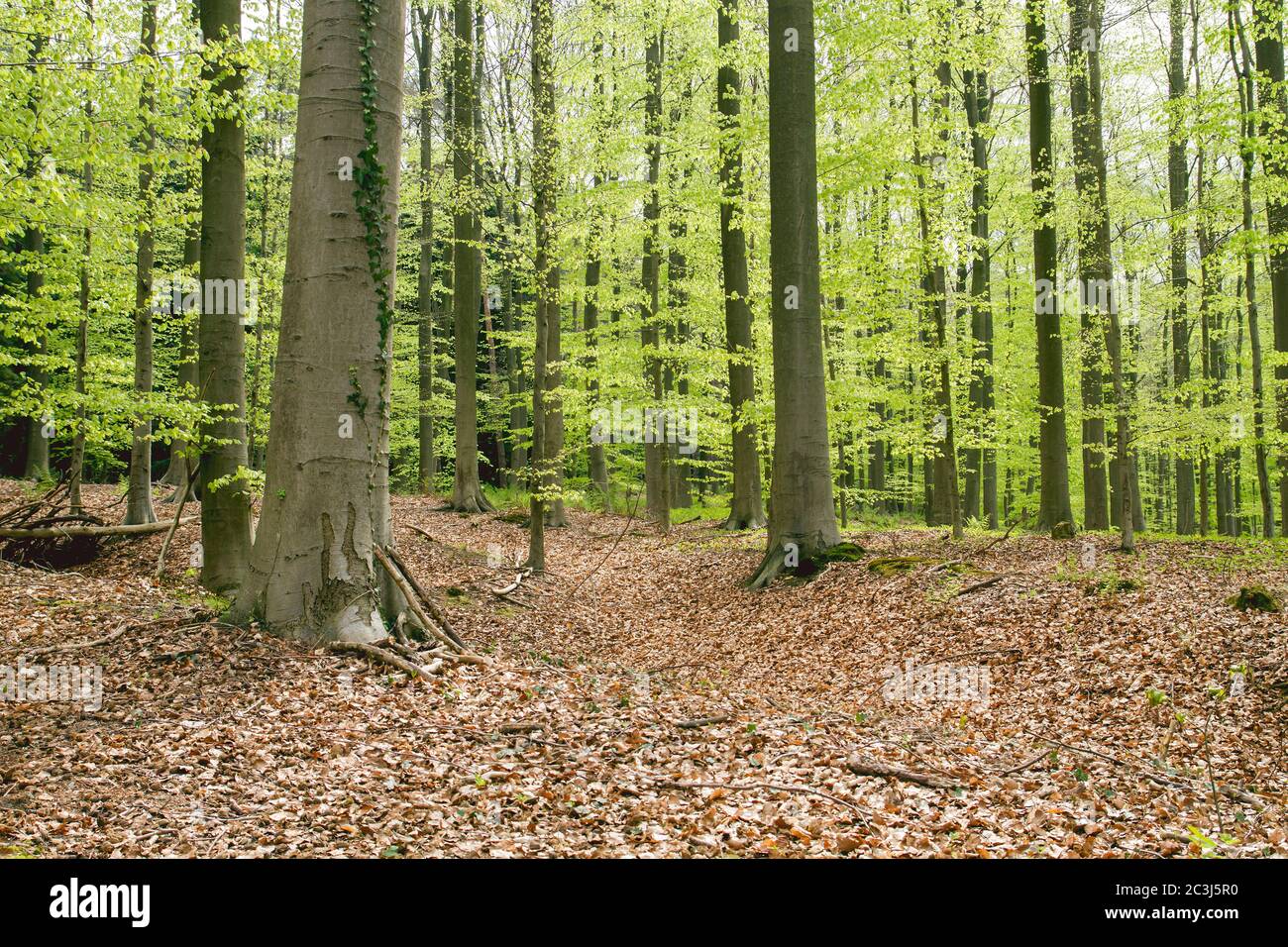 Deciduous woodland landscape in spring Stock Photo - Alamy