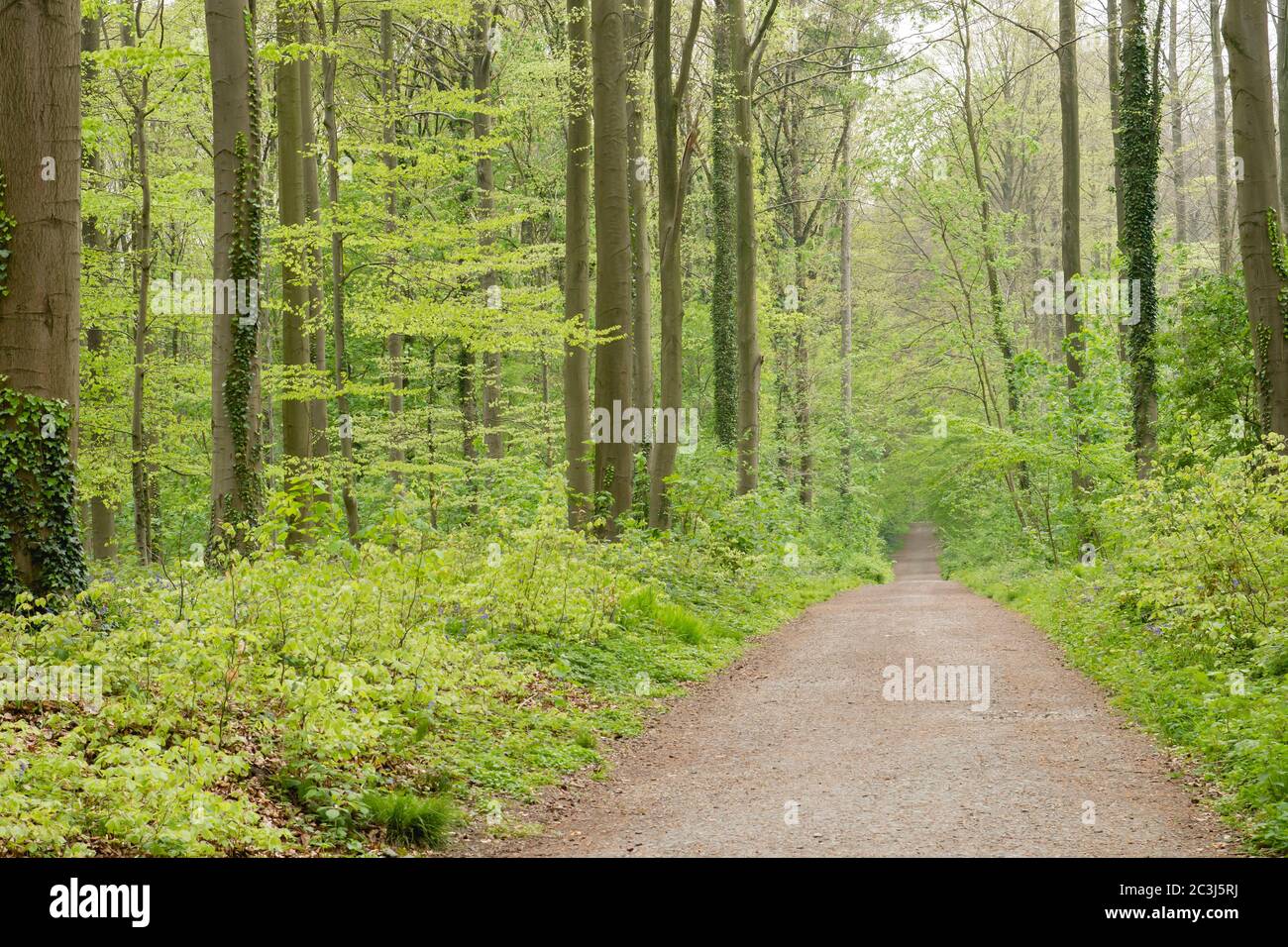 Deciduous woodland landscape in spring Stock Photo - Alamy