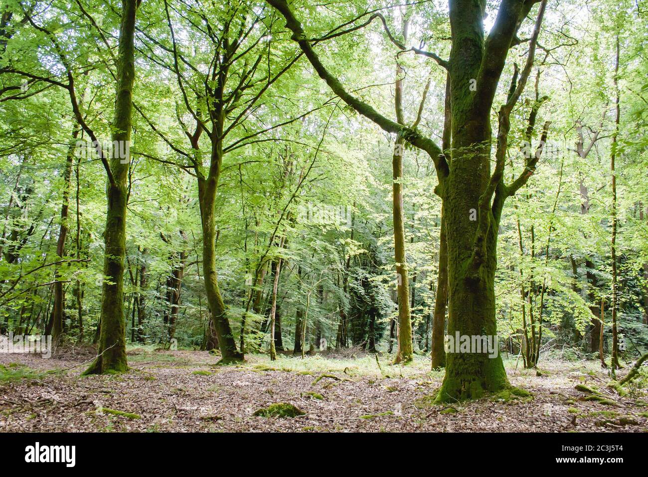 Deciduous woodland landscape in spring Stock Photo - Alamy