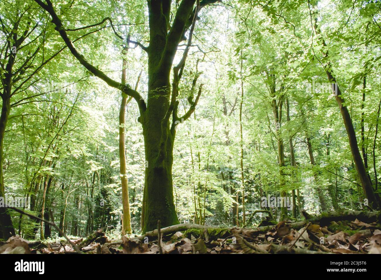 Deciduous woodland landscape in spring Stock Photo - Alamy