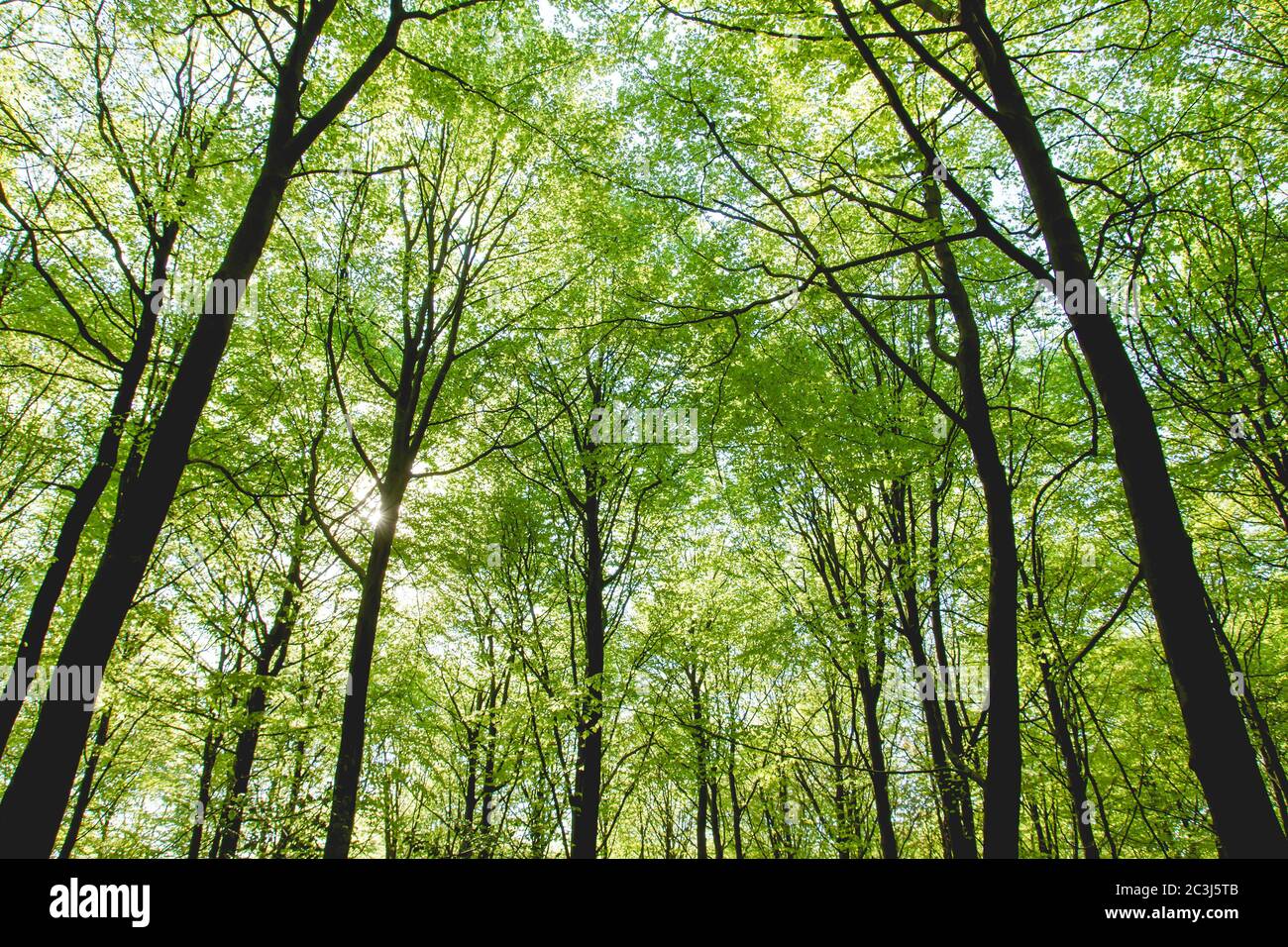 Deciduous woodland landscape in spring Stock Photo - Alamy