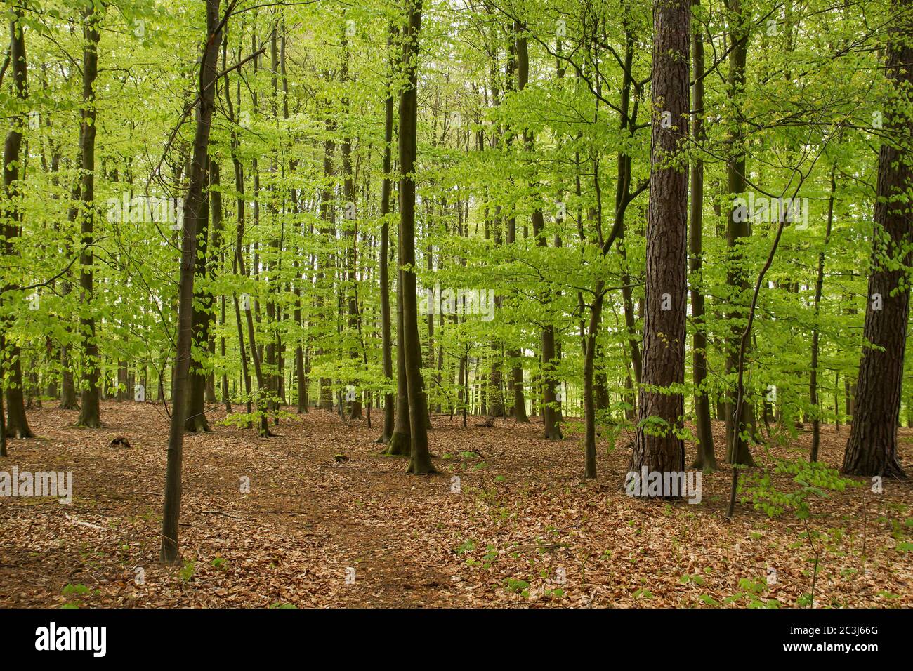 Deciduous woodland landscape in spring Stock Photo - Alamy