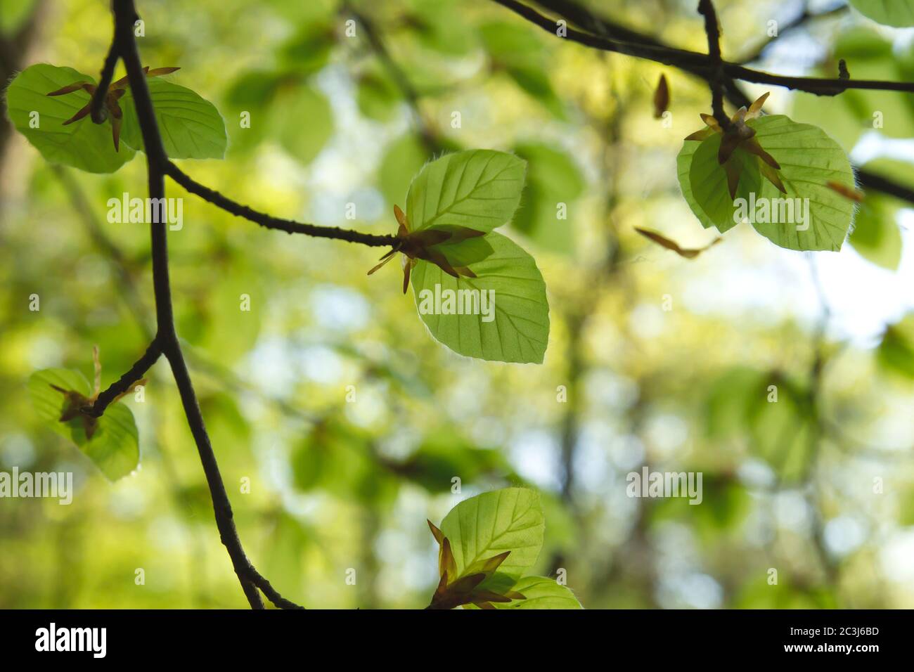 Beech trees foliage hi-res stock photography and images - Alamy