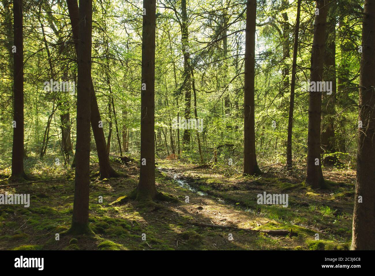 Deciduous woodland landscape in spring Stock Photo - Alamy