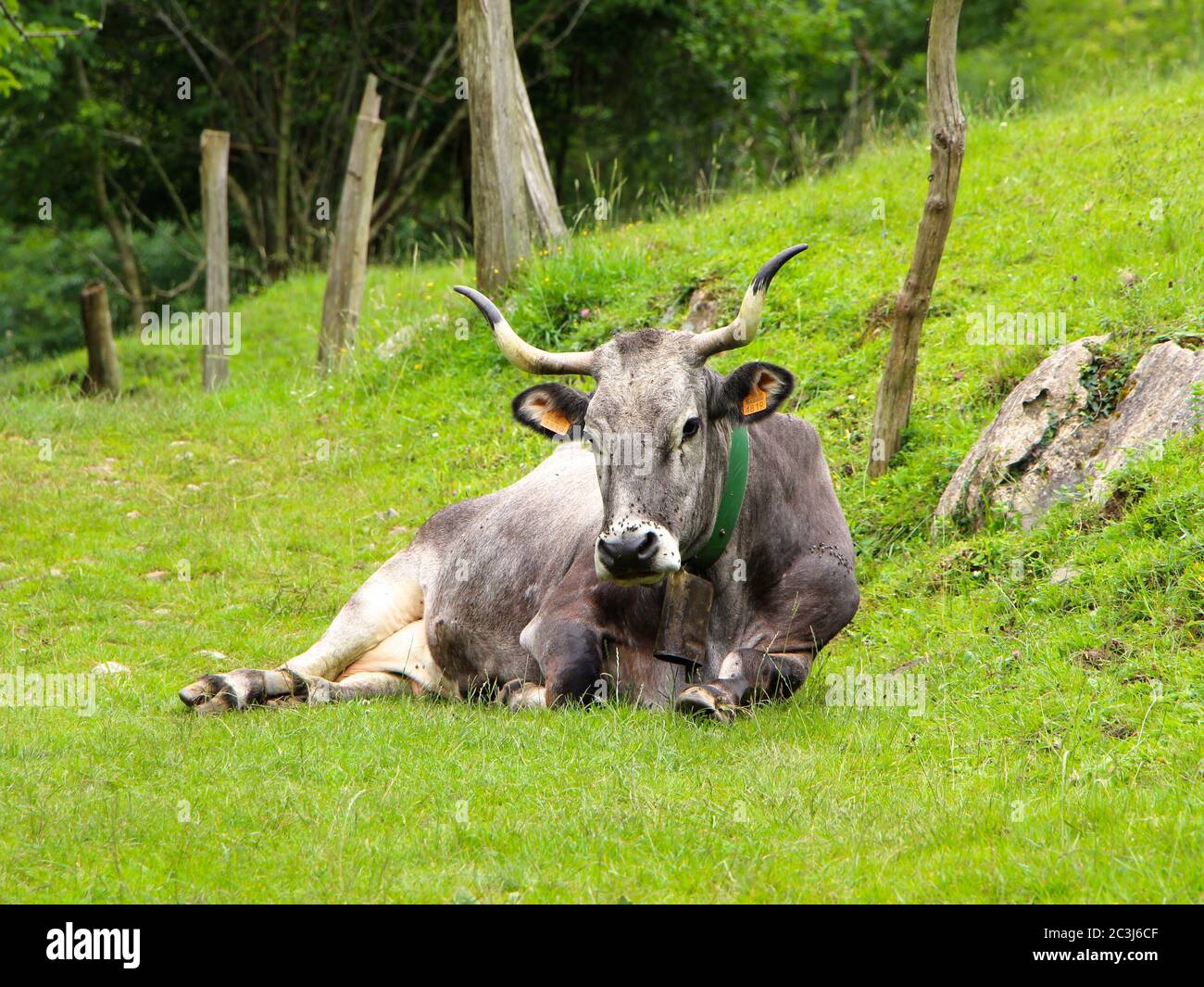 Grey Tudanca cow laying down blocking the path to the source of the ...