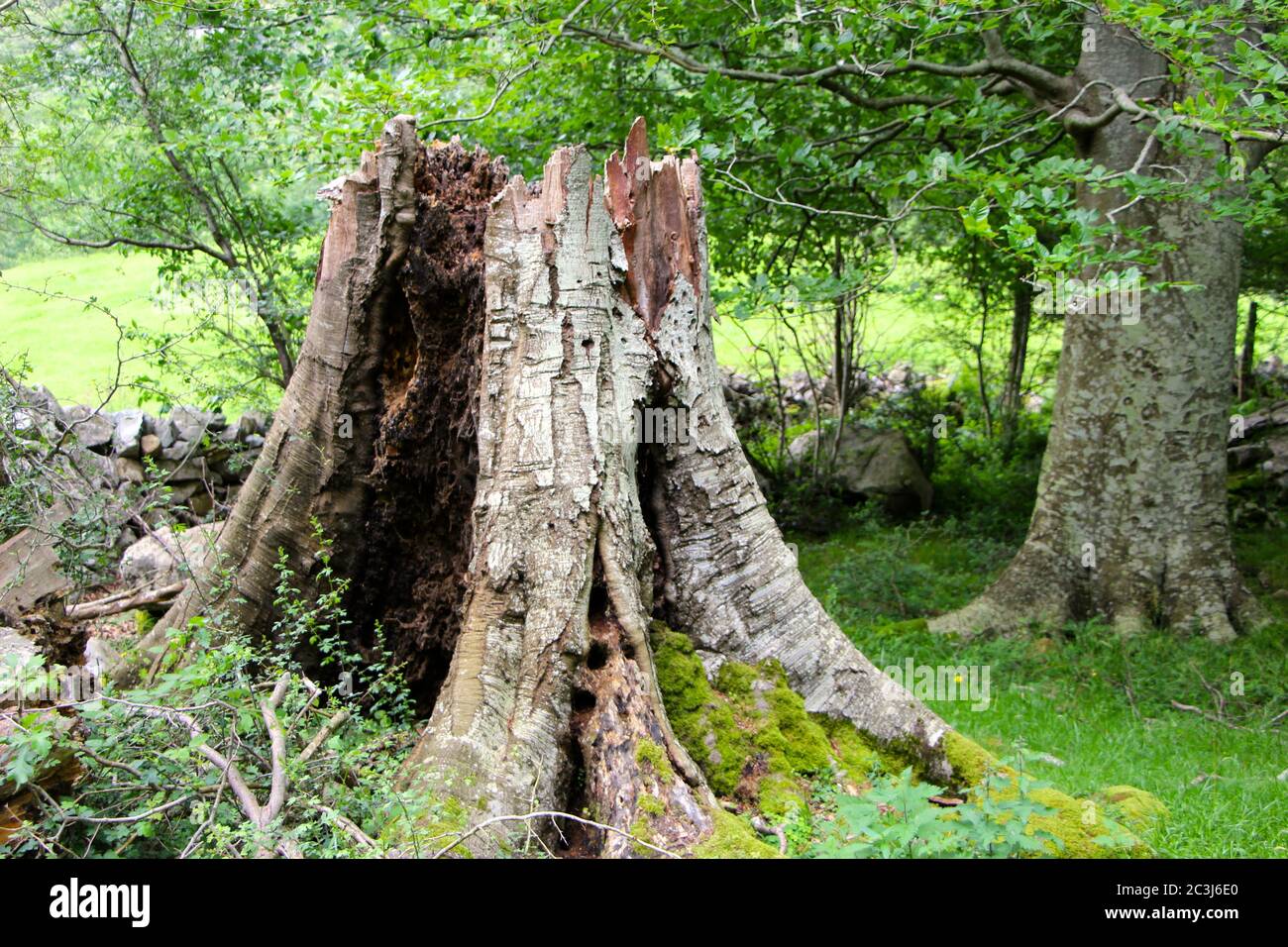 Rotten branches hi-res stock photography and images - Alamy