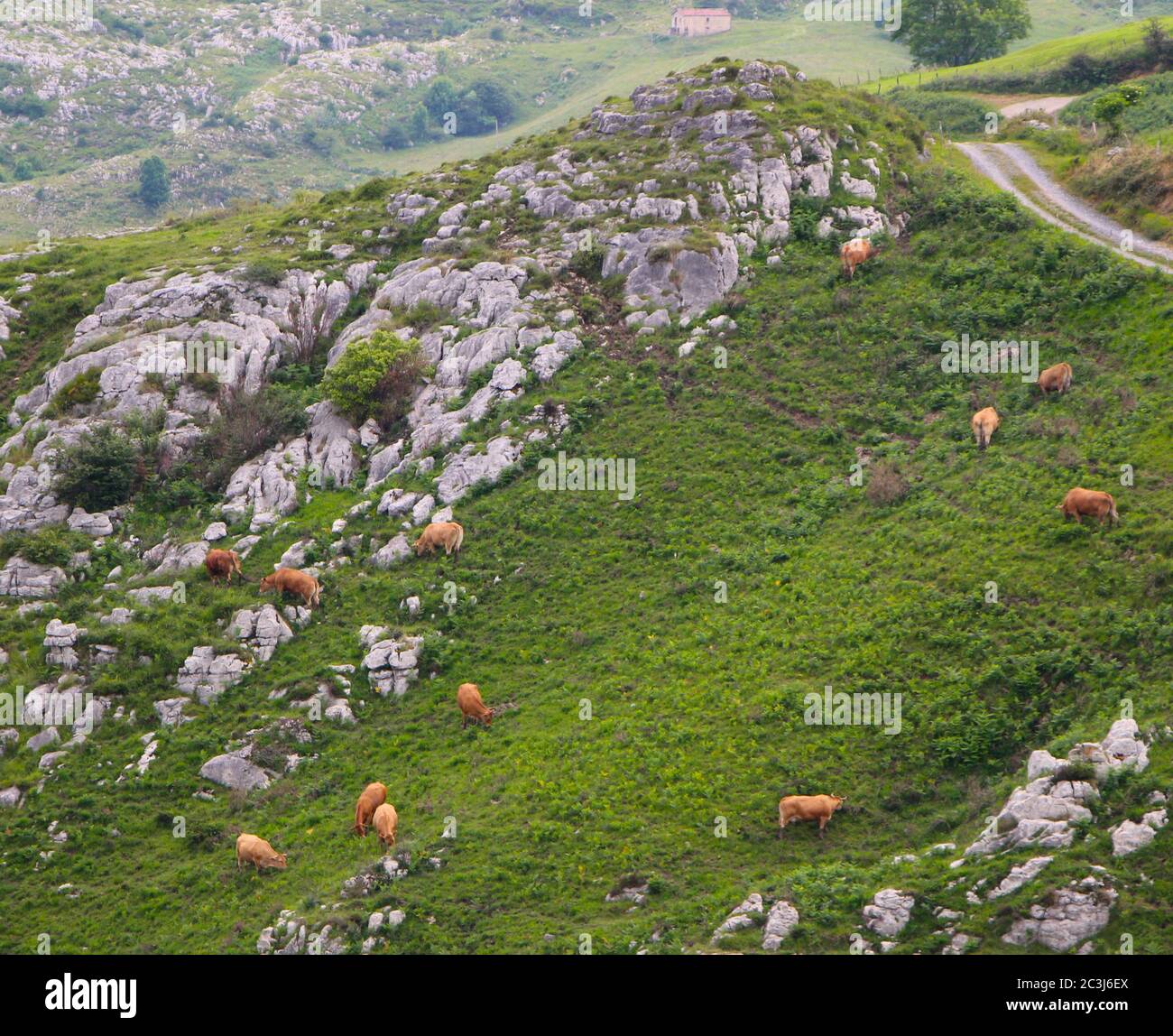 View of hilltop with sloping ground and brown cows grazing in between ...