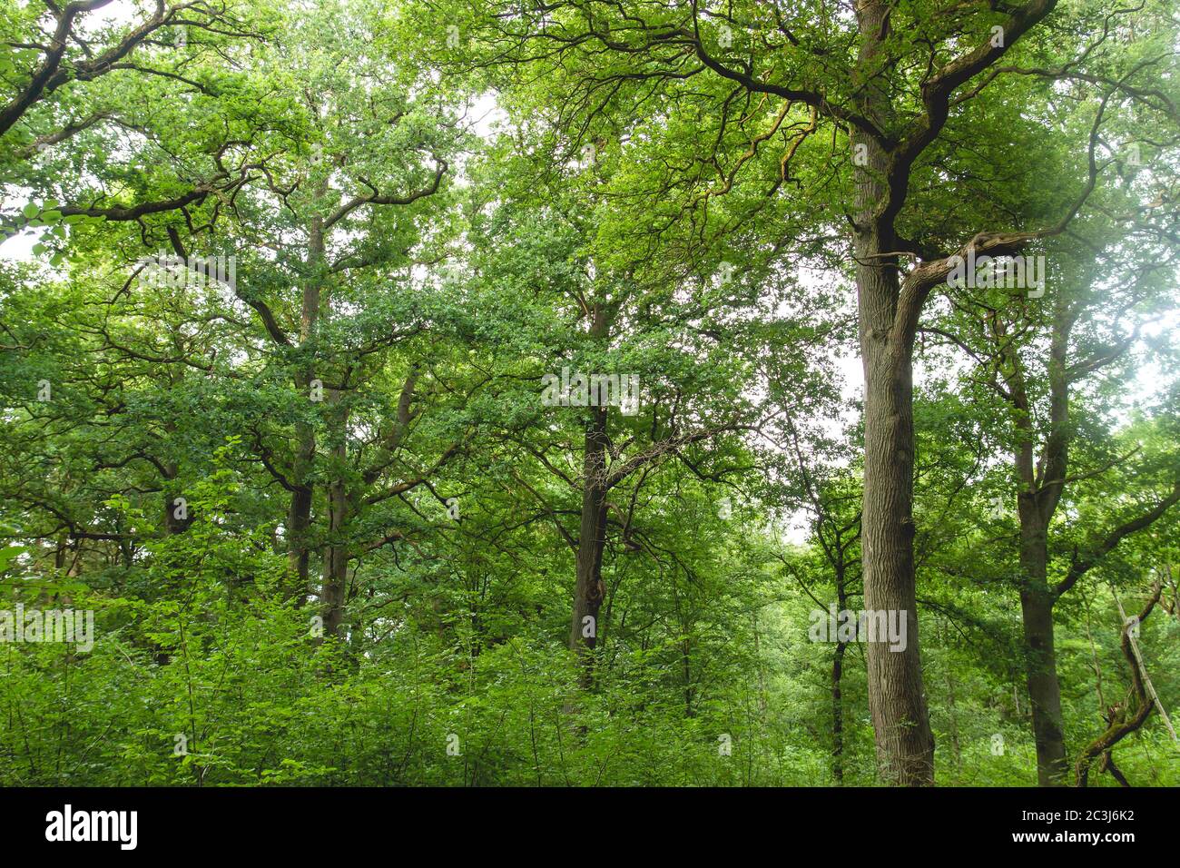 Deciduous woodland landscape in spring Stock Photo - Alamy