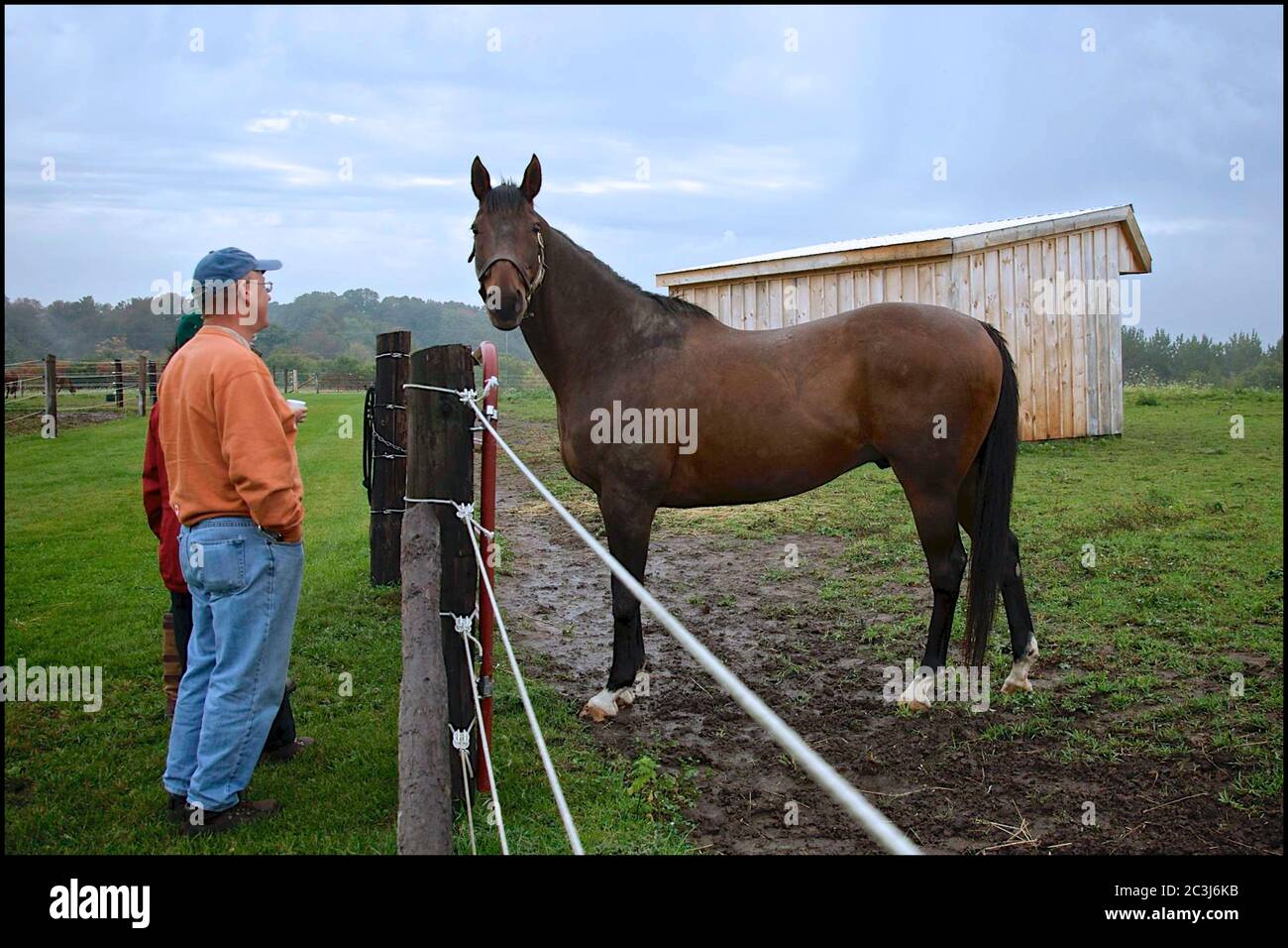 Horse mating hi-res stock photography and images - Alamy