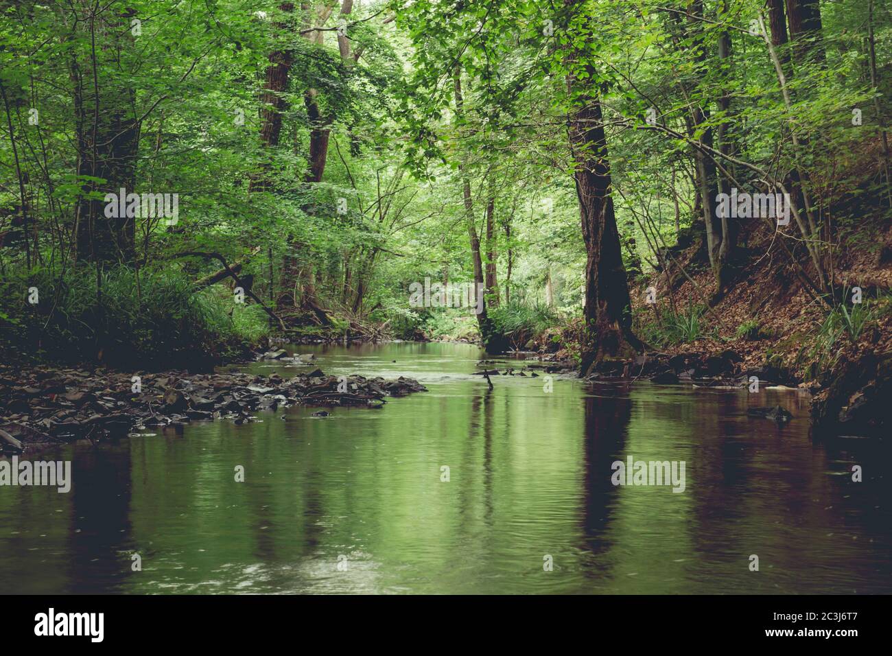 Deciduous woodland landscape in spring Stock Photo - Alamy