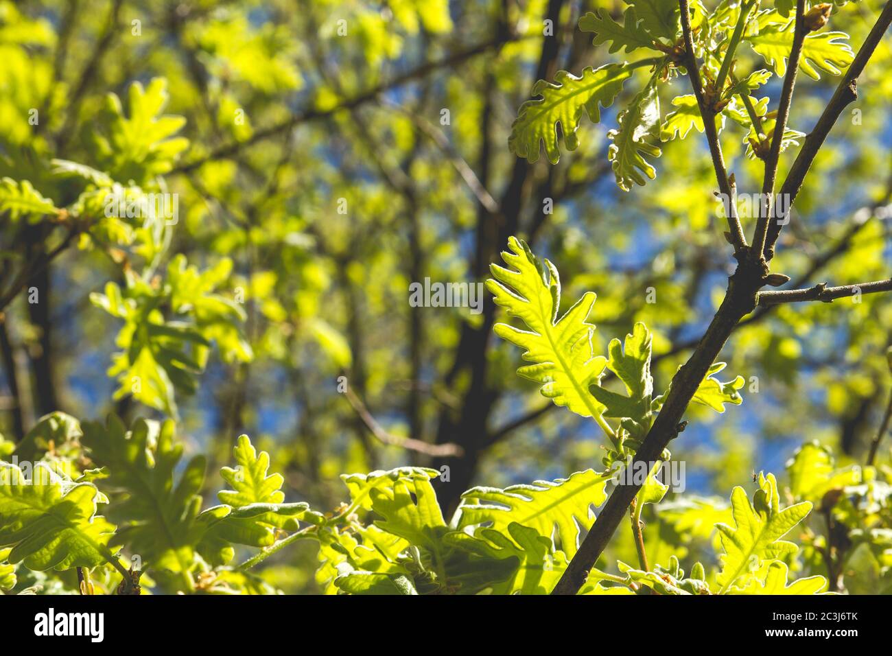 Oak tree green springtime foliage Stock Photo - Alamy