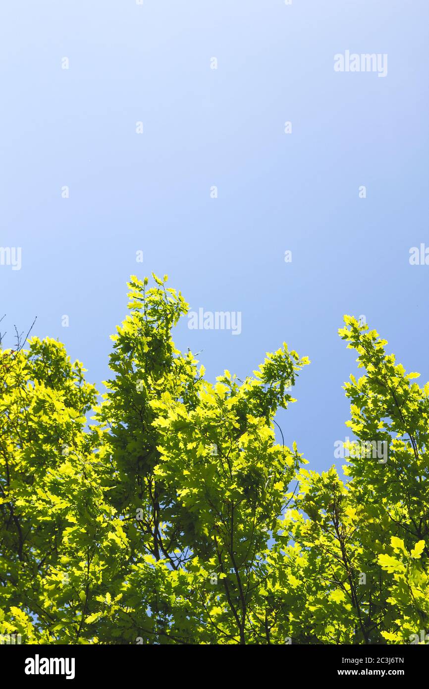 Spring green foliage oak tree hi-res stock photography and images - Alamy