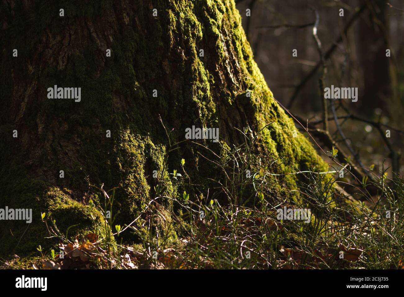 Detail of tree foot in a green forest Stock Photo - Alamy