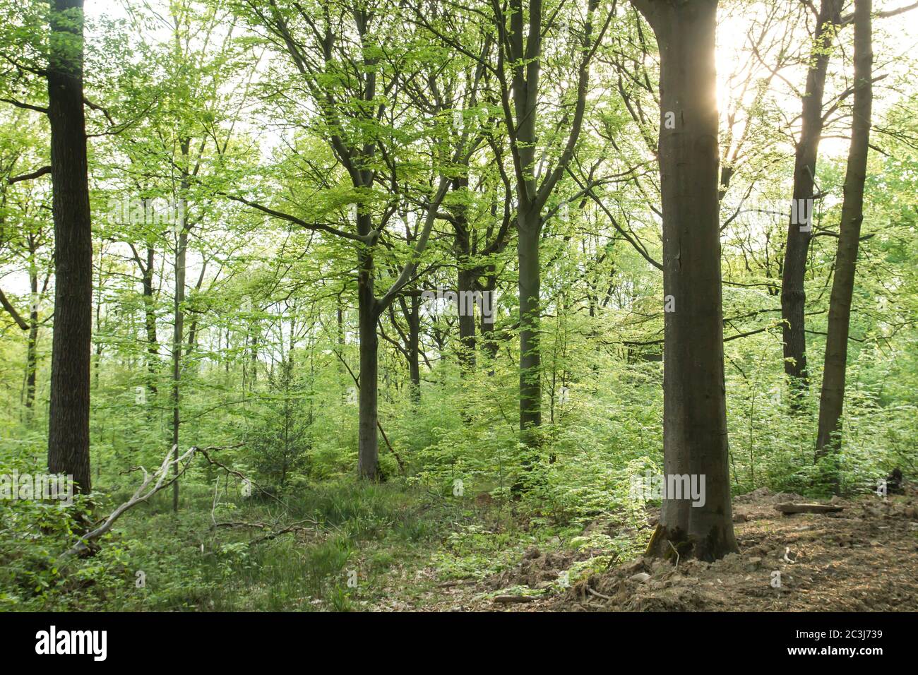 Deciduous woodland landscape in spring Stock Photo - Alamy