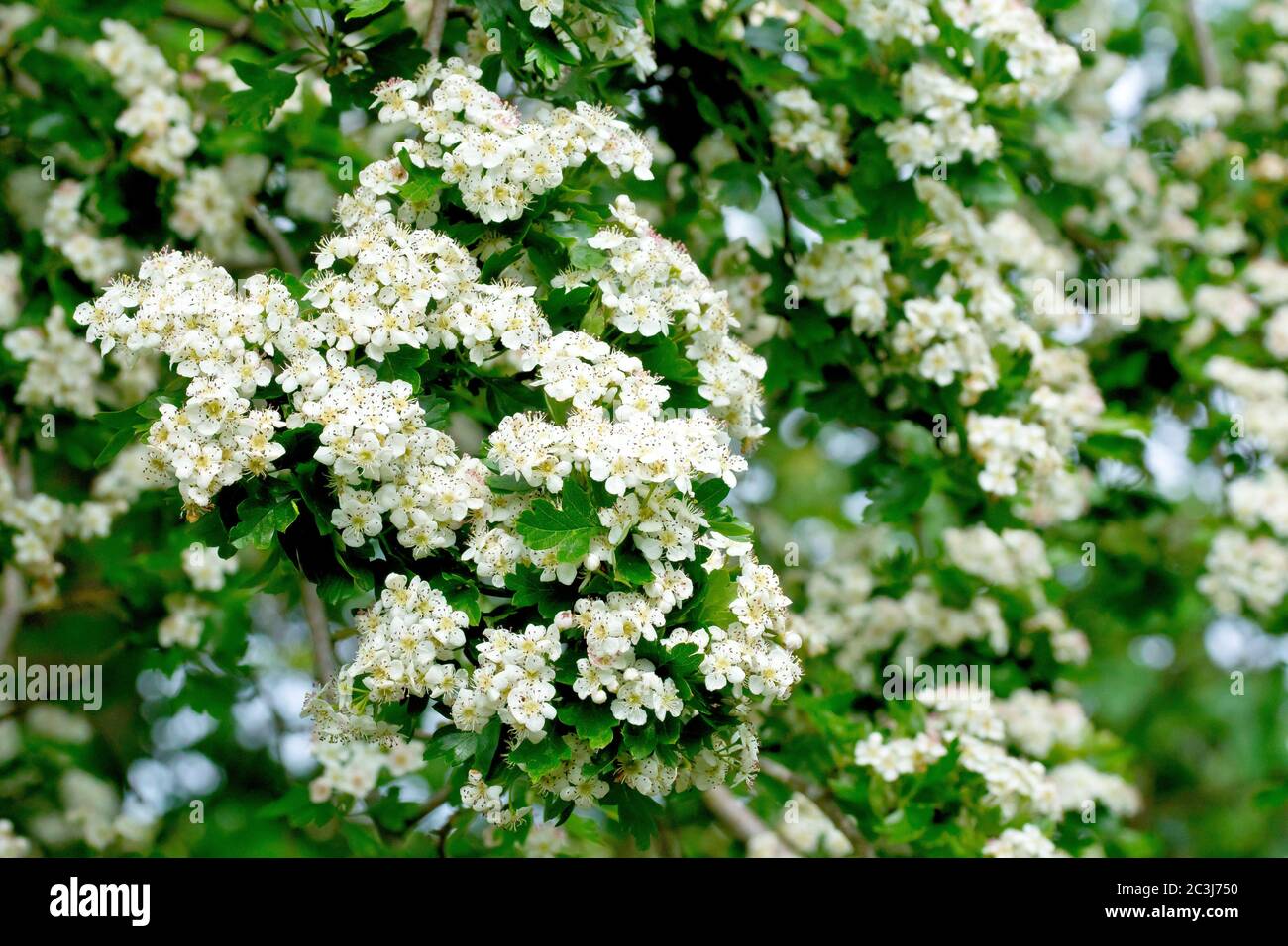 Hawthorn (crataegus monogyna), also known as May Tree and Whitethorn ...