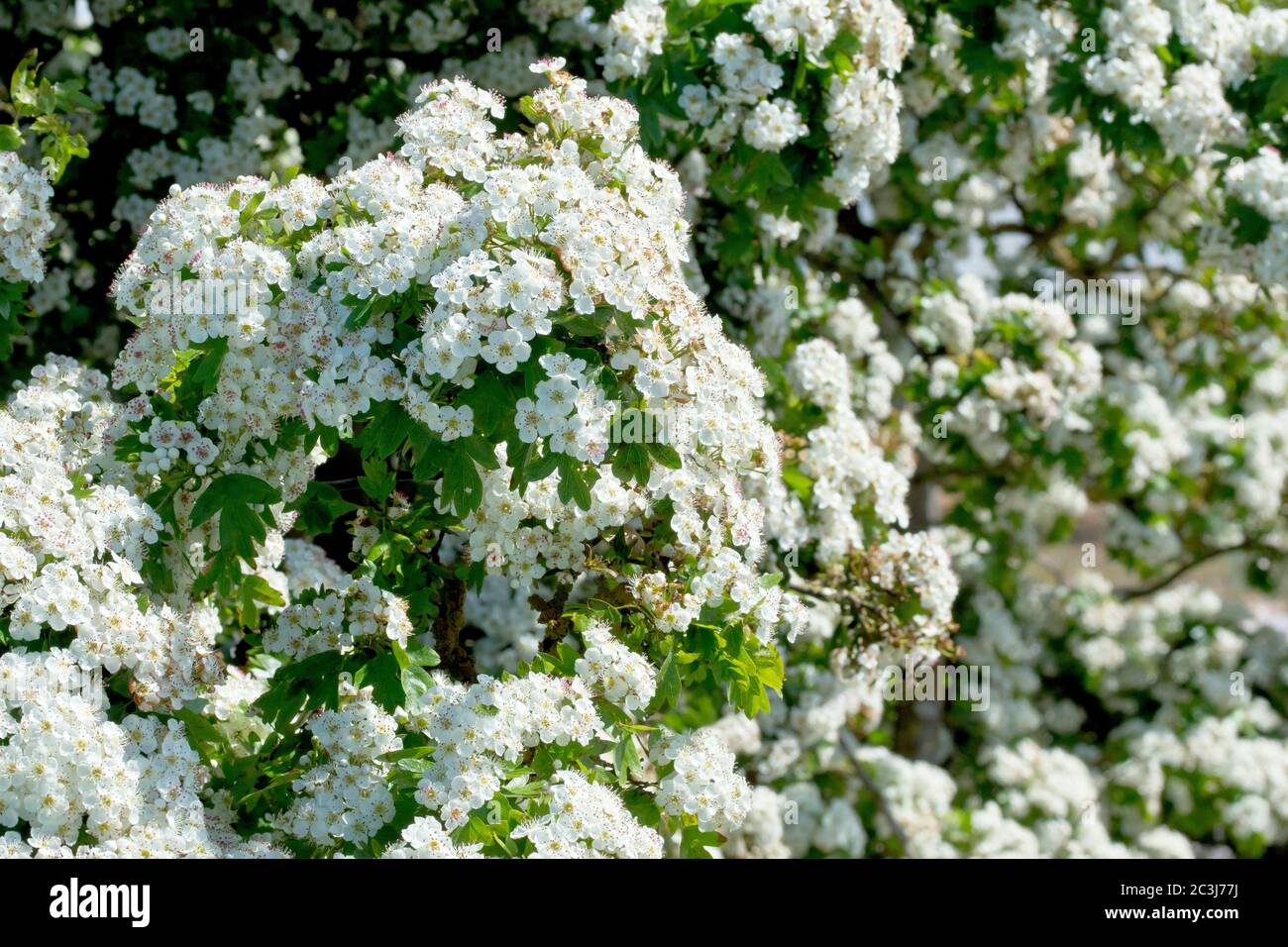 Hawthorn (crataegus monogyna), also known as May Tree and Whitethorn ...
