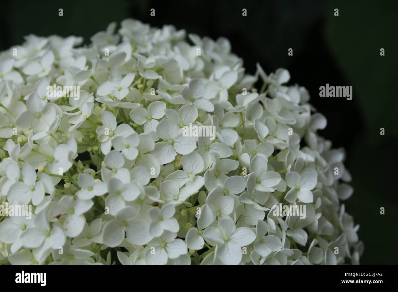 Flower sphere hi-res stock photography and images - Alamy