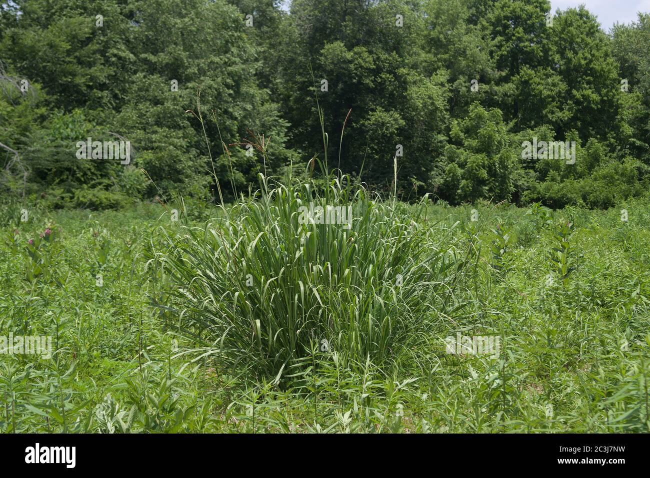 Eastern Gama Grass Stock Photo - Alamy