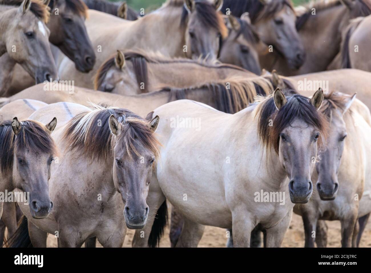 Conservation of native livestock breeds hi-res stock photography and ...