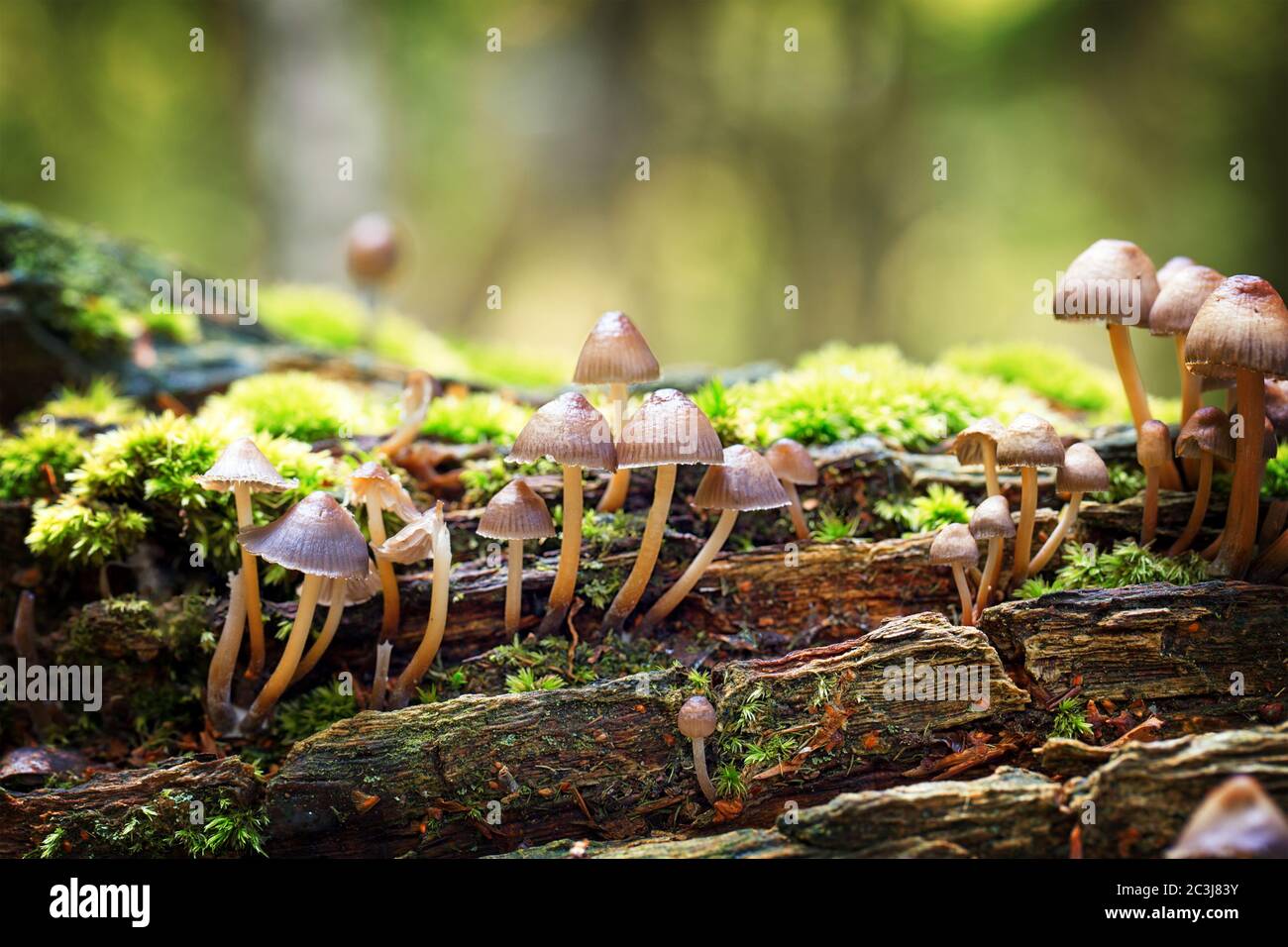 Mycena haematopus fungi, commonly known as the bleeding fairy helmet or ...