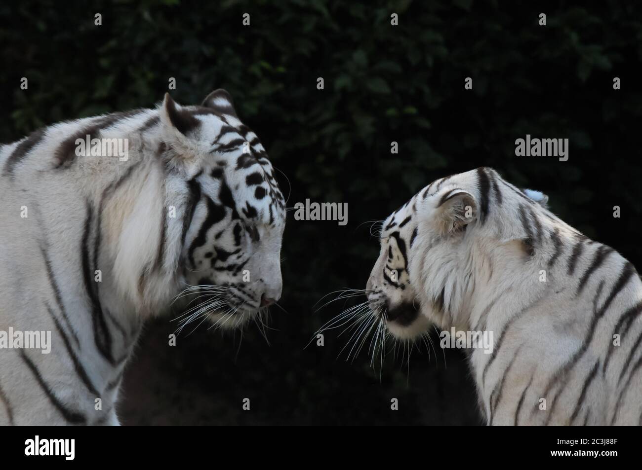 Rare Black and White Striped Adult Tiger Stock Photo - Alamy