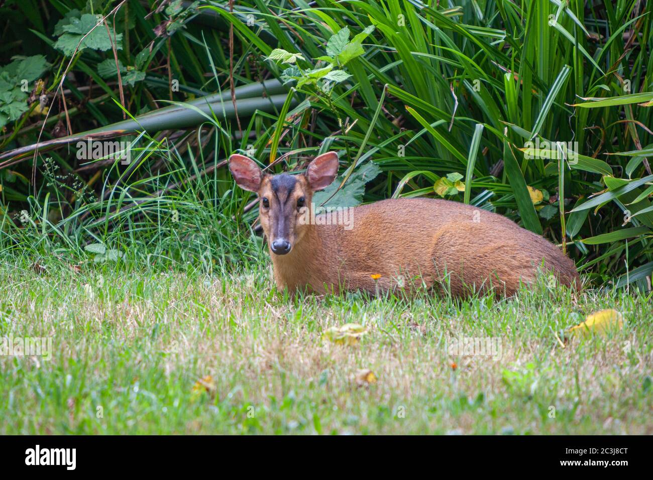 Common muntjacs hi-res stock photography and images - Alamy