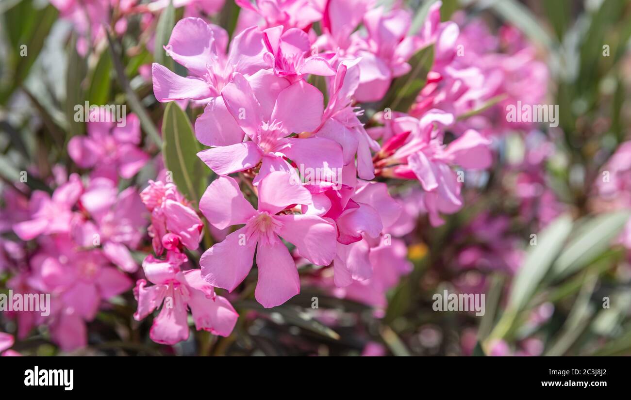 Toxic and colorful flowers concept. Pink nerium oleanders blooming ...