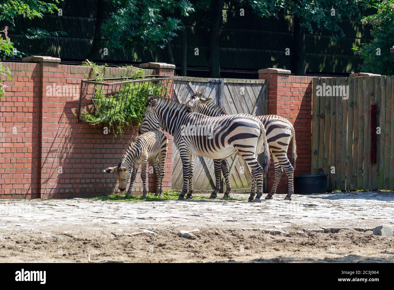 Zebra mammal from the equine family Stock Photo - Alamy