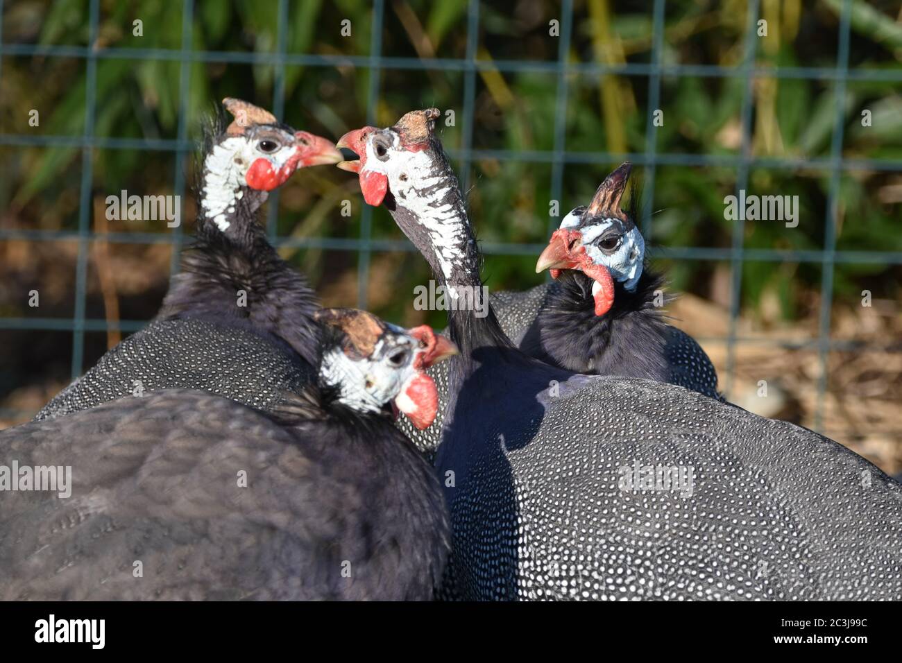 Noahs ark zoo farm images hi-res stock photography and images - Alamy