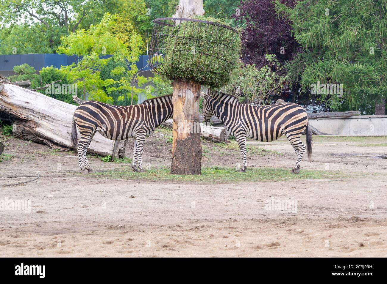 Zebra mammal from the equine family Stock Photo - Alamy