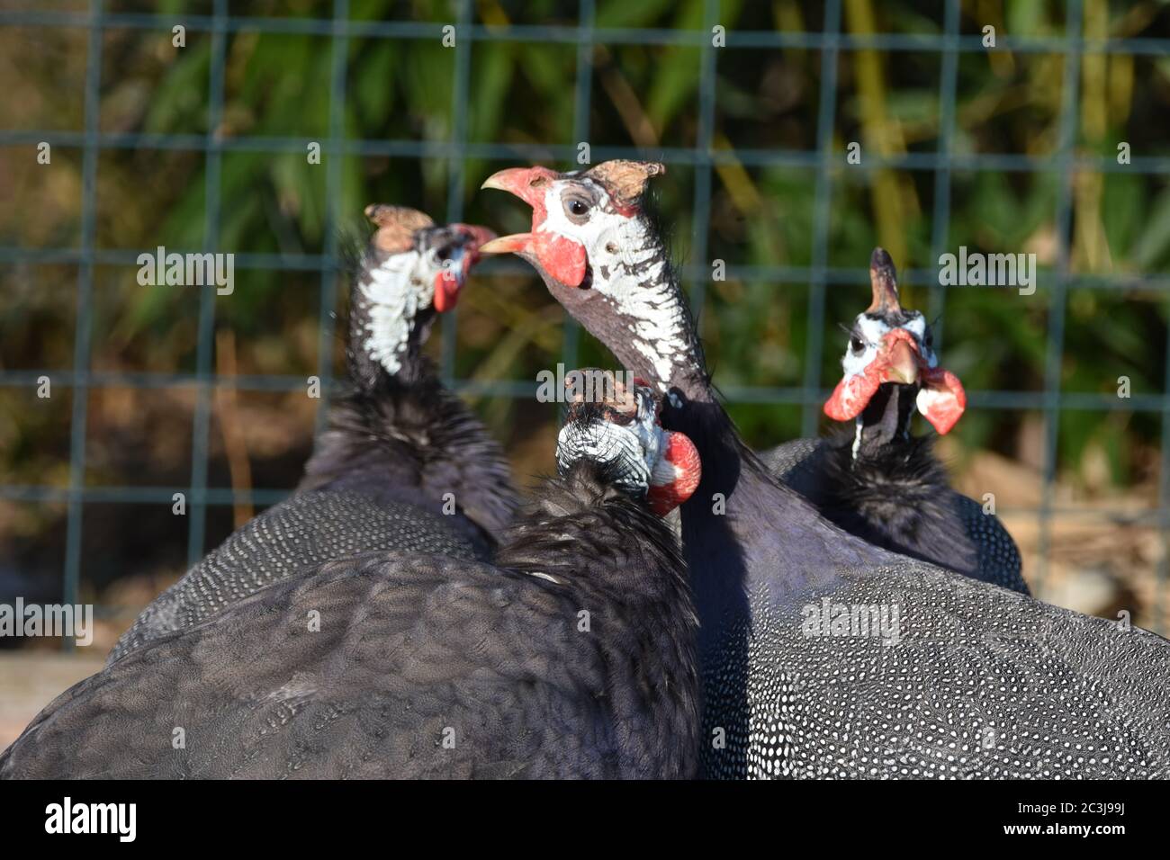 Animals at Noah's Ark Zoo farm in Bristol Stock Photo - Alamy