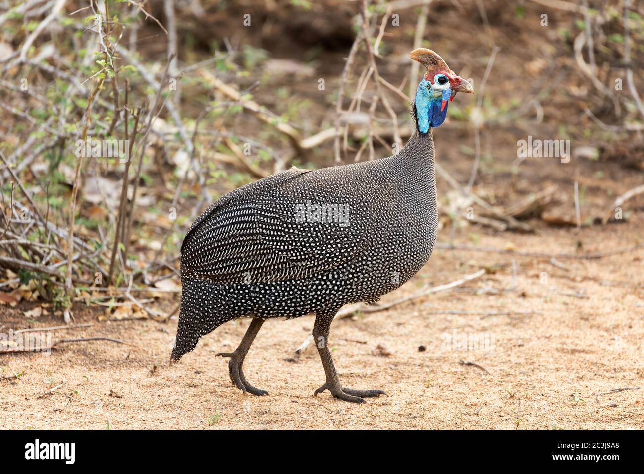 African Guinea Fowl